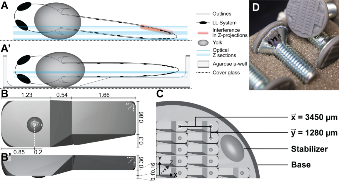 3D-printed stamp for standardized mounting and high content confocal ...